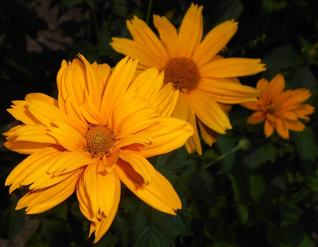 Orange False Sunflower Seeds *FREE Shipping!* Fresh & Organic Heliopsis ...