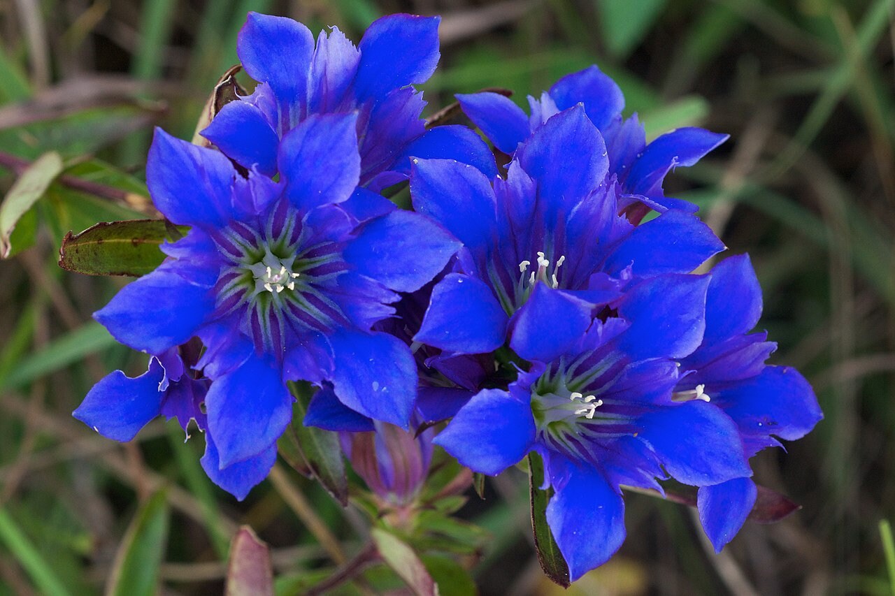 DOWNY GENTIAN Seeds *FREE Shipping!* Fresh & Organic Gentiana ...