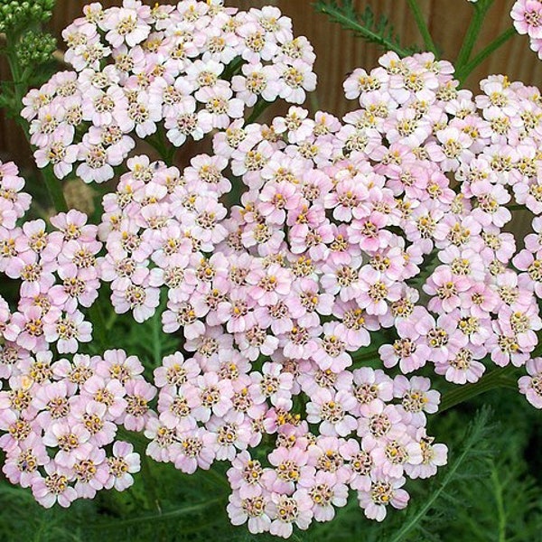 Pink Yarrow Plant - Etsy