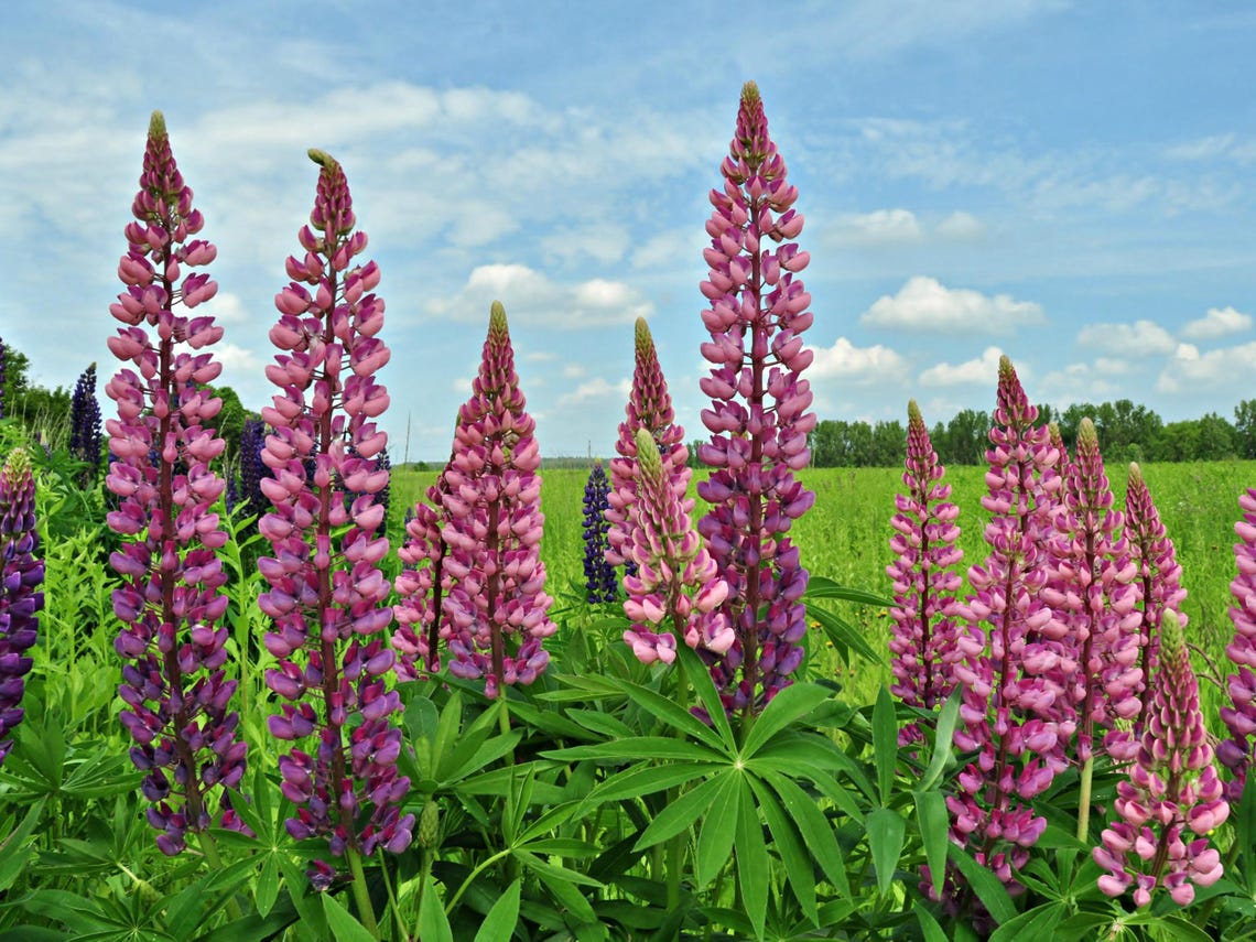 PINK LUPINE MIX Seeds *free Shipping!* Fresh & Organic Lupinus ...