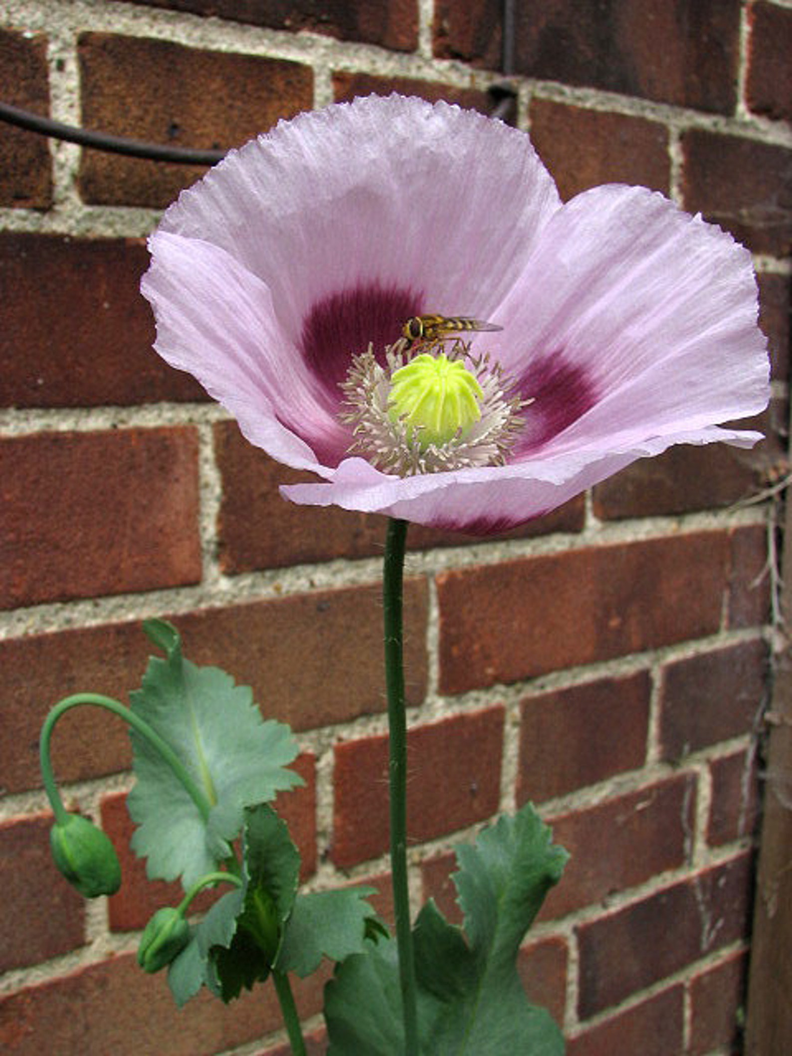 TURKISH POPPY Seeds FREE Shipping Purple Papaver Somniferum | Etsy