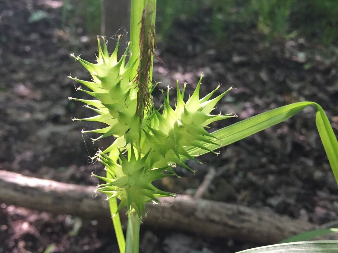 COMMON HOP SEDGE Seeds *free Shipping!* Fresh & Organic Carex Lupulina ...