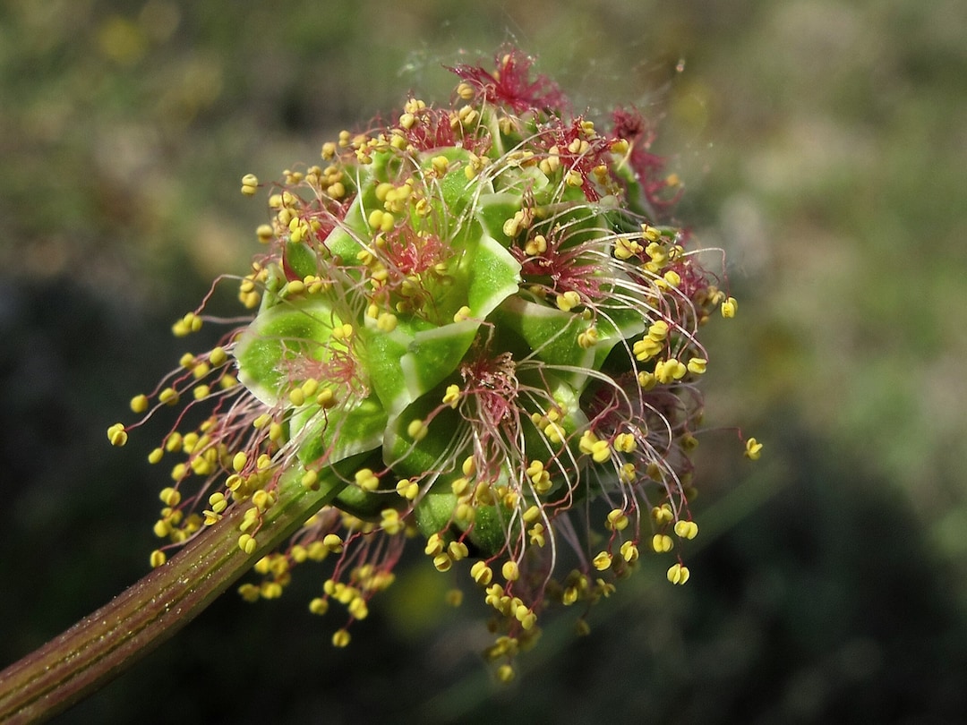 SALAD BURNET Seeds *free Shipping!* Fresh & Organic Sanguisorba Minor ...