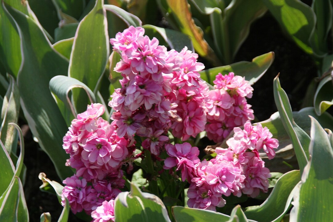 PINK STOCK Seeds *FREE Shipping!* Fresh & Organic Matthiola Incana ...