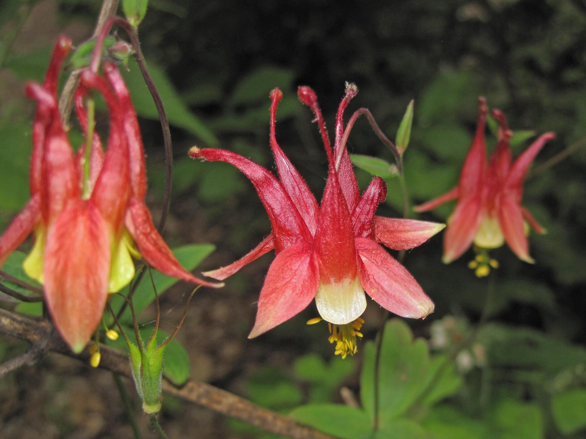 NATIVE WILD COLUMBINE Seeds *free Shipping!* Fresh & Organic Aquilegia ...