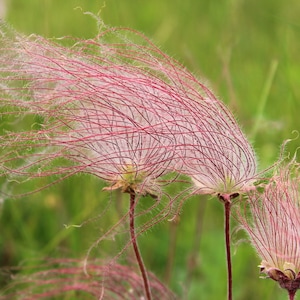 PRAIRE SMOKE Seeds *FREE Shipping!* Fresh & Organic Geum Triflorum ...