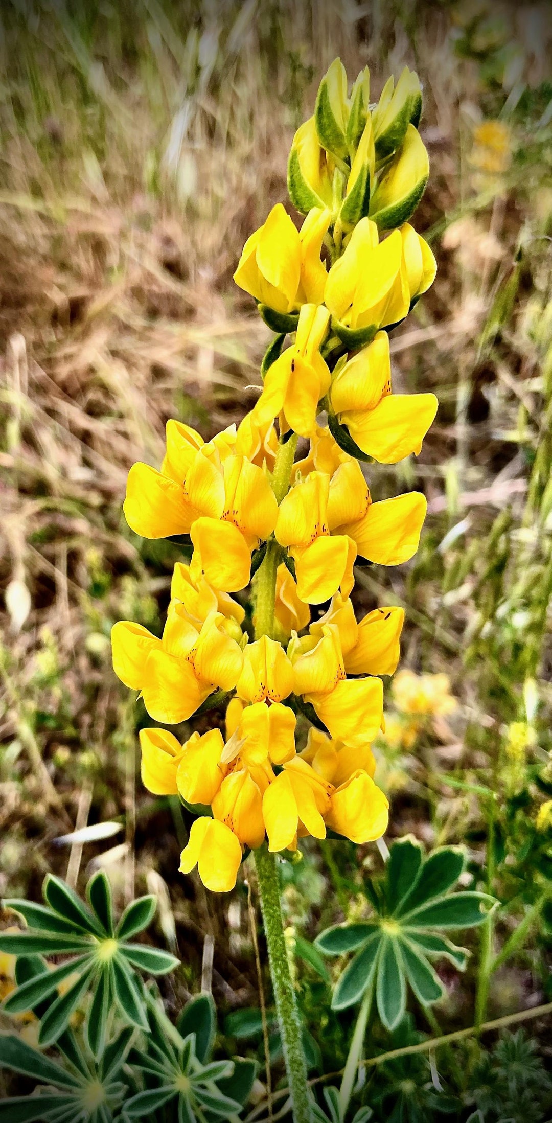 GOLDEN CHICK LUPINE Seeds *free Shipping!* Fresh & Organic Lupinus ...