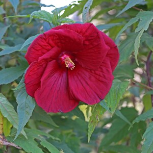 RUBY RED HIBISCUS Seeds *free Shipping!* Fresh & Organic Hibiscus ...