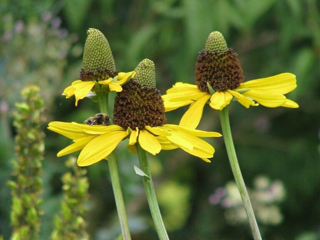 GREAT CONEFLOWER Seeds *free Shipping!* Fresh & Organic Rudbeckia ...