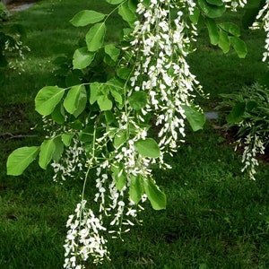 KENTUCKY YELLOWWOOD Seeds *FREE Shipping!* Fresh & Organic American ...