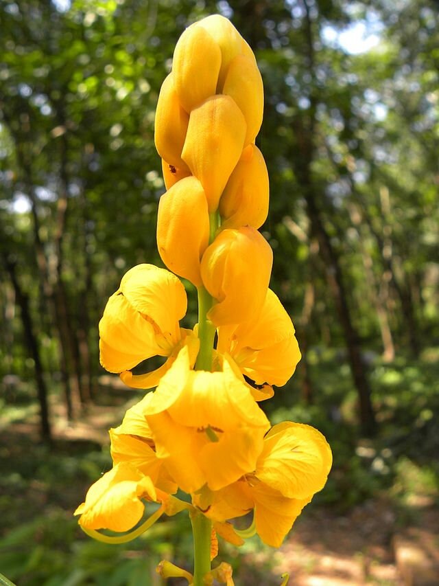 CASSIA ALATA Seeds FREE Shipping Senna Alata Emperor's - Etsy