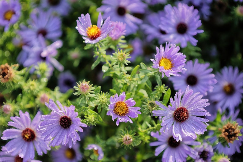 ATOMATIC ASTER Seeds *free Shipping!* Fresh & Organic Aster ...