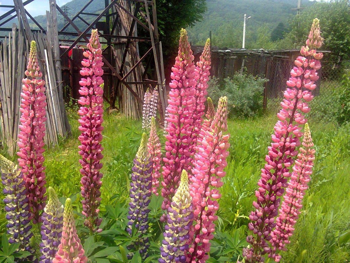 PINK LUPINE MIX Seeds *free Shipping!* Fresh & Organic Lupinus ...