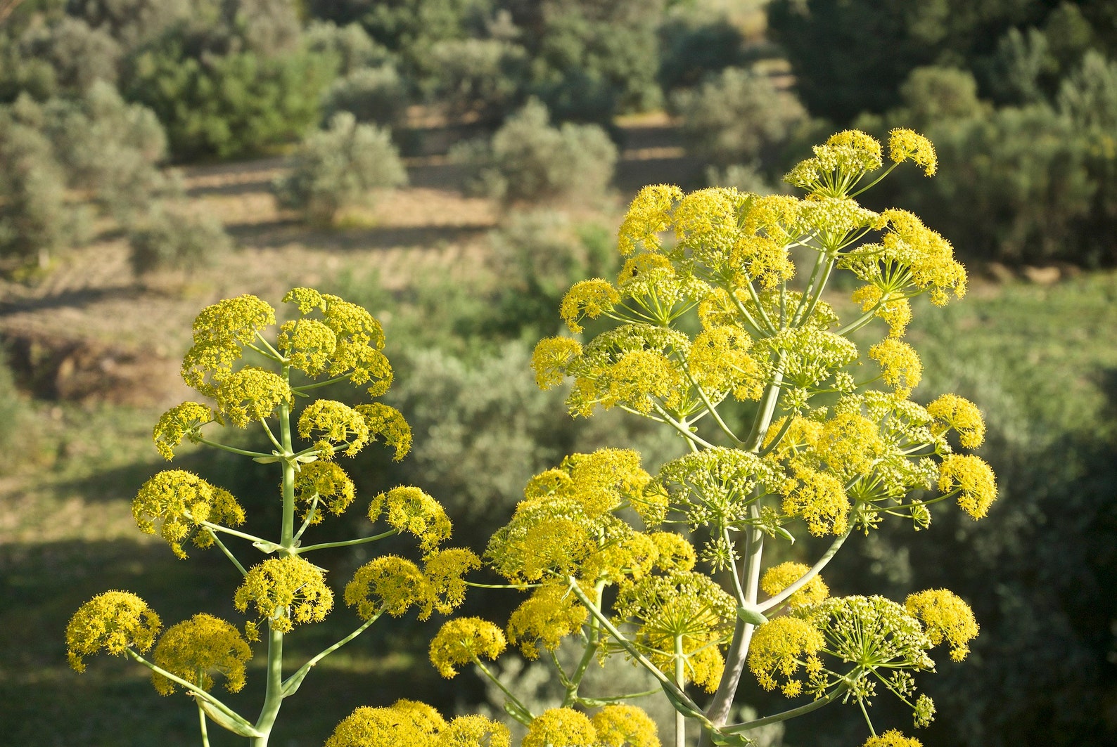 GIANT FENNEL Seeds *FREE Shipping!* Fresh & Organic Ferula Communis ...