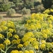 GIANT FENNEL Seeds *FREE Shipping!* Fresh & Organic Ferula Communis ...