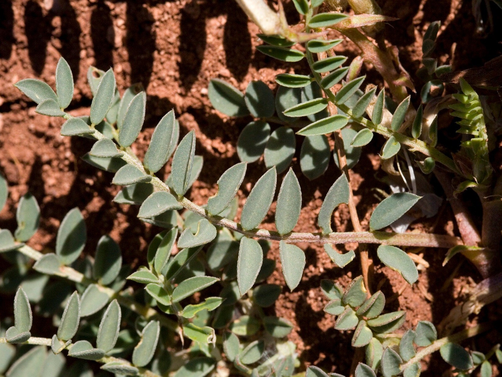 GROUND PLUM Seeds *free Shipping!* Fresh & Organic Astragalus ...