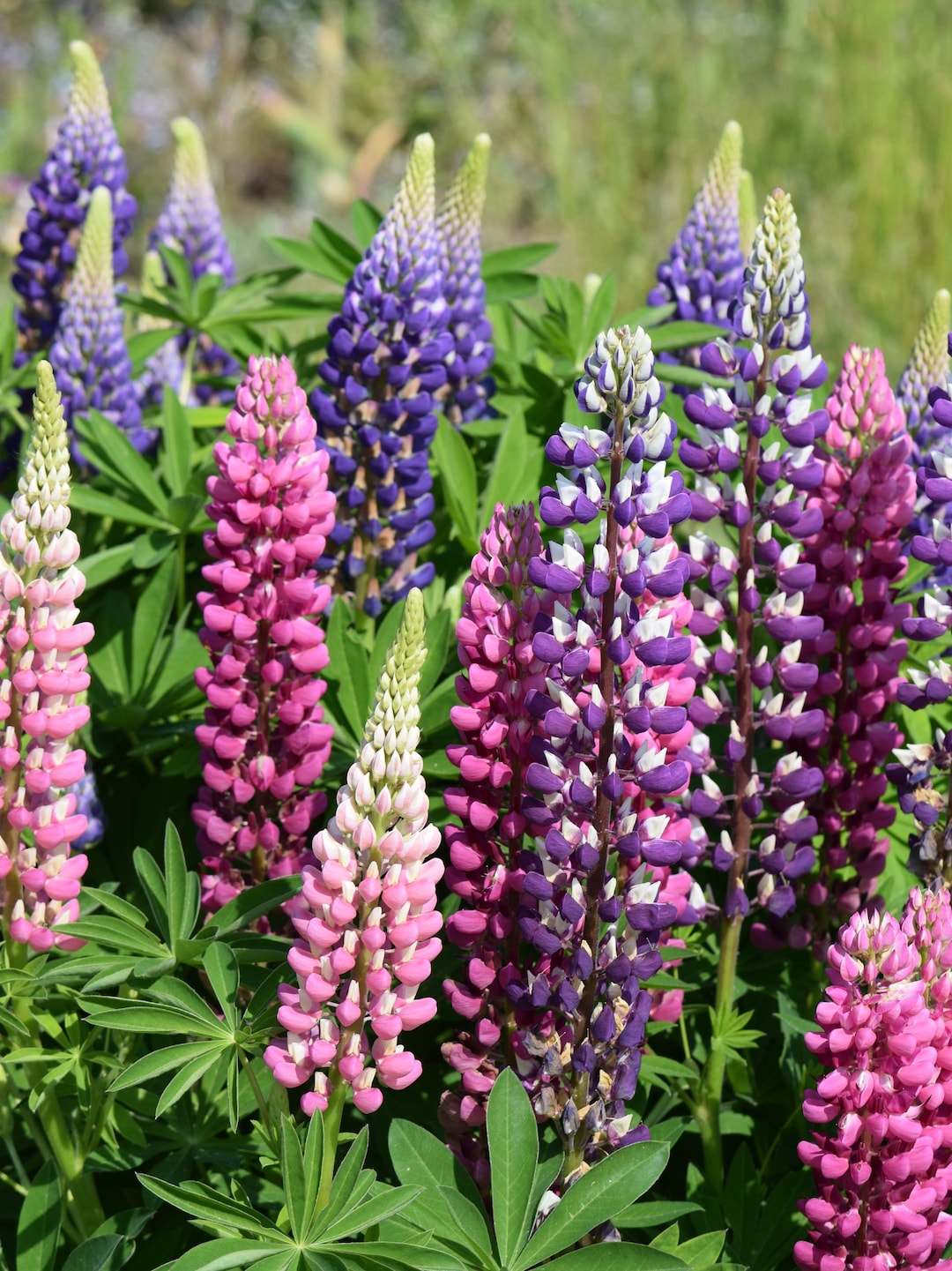 PINK LUPINE MIX Seeds *free Shipping!* Fresh & Organic Lupinus ...