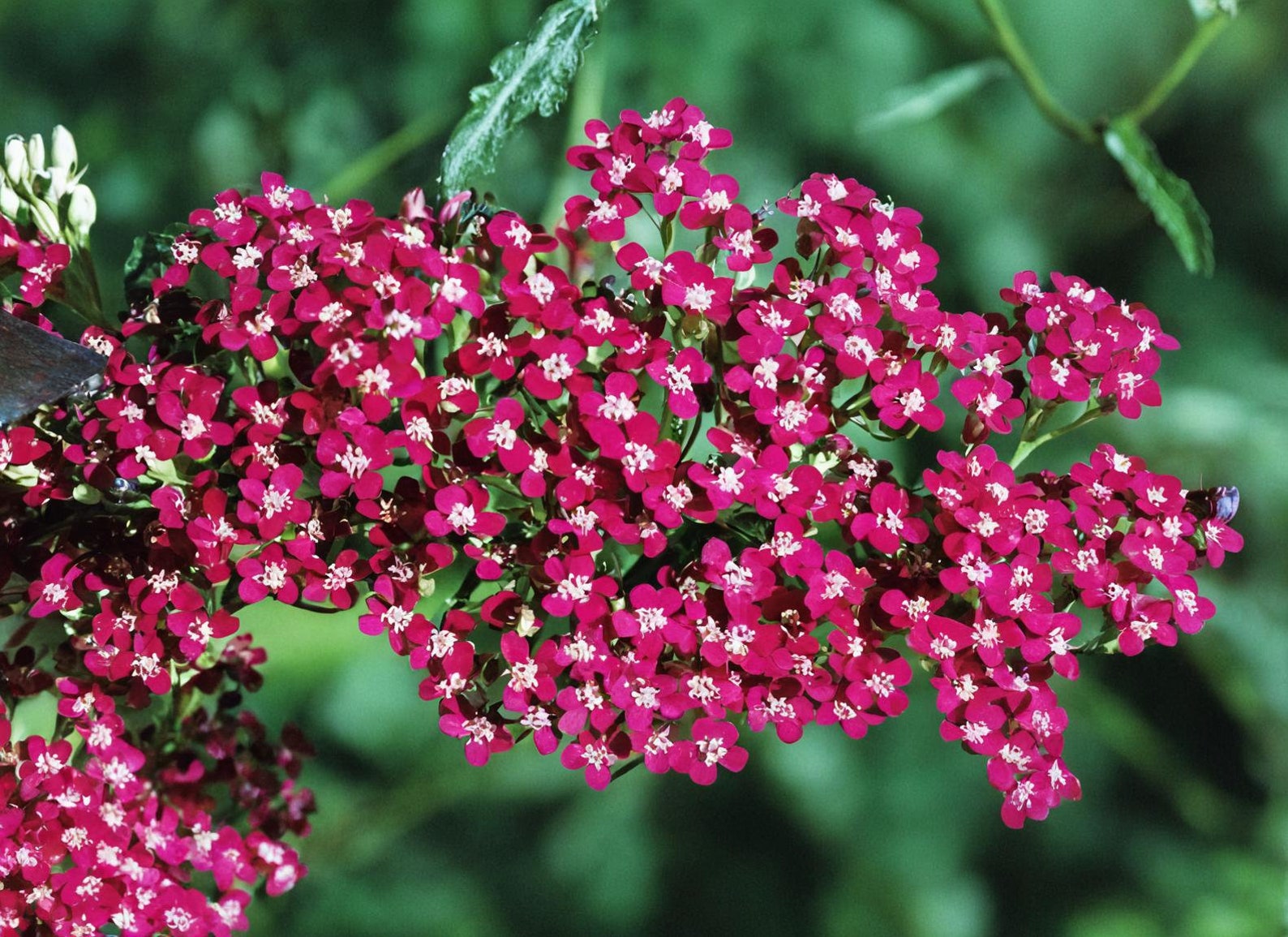 RED YARROW Seeds *FREE Shipping!* Fresh & Organic Achillea Millefolium ...