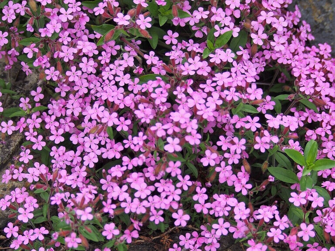ROCK SOAPWORT Seeds *free Shipping!* Fresh & Organic Saponaria ...