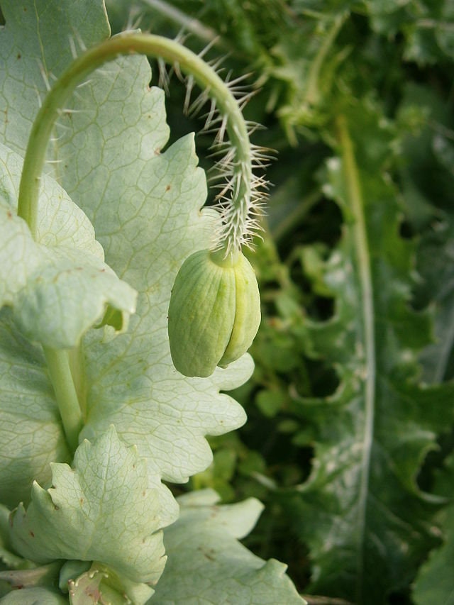 PEPPERBOX Poppy Seeds FREE Shipping Deep Purple Papaver - Etsy