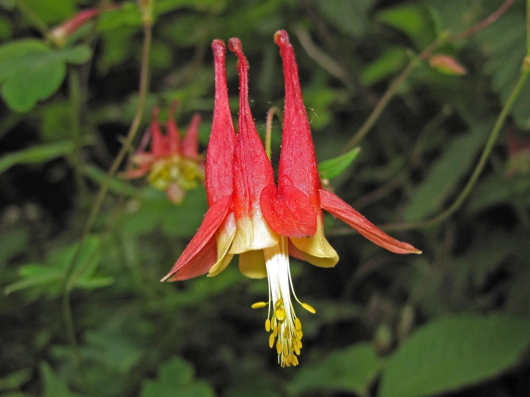 NATIVE WILD COLUMBINE Seeds *free Shipping!* Fresh & Organic Aquilegia ...