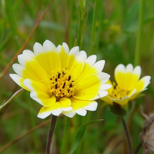 TIDY TIPS Seeds *free Shipping!* Fresh & Organic Layia Platyglossa ...