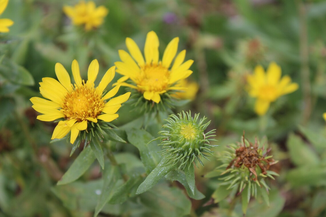 GUMWEED Seeds *FREE Shipping!* Fresh & Organic Grindelia Camporum Seeds ...