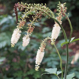 BLACK COHOSH Seeds *FREE Shipping!* Fresh & Organic Bugbane, Snakeroot ...