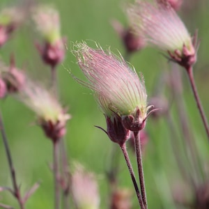 PRAIRE SMOKE Seeds *FREE Shipping!* Fresh & Organic Geum Triflorum ...