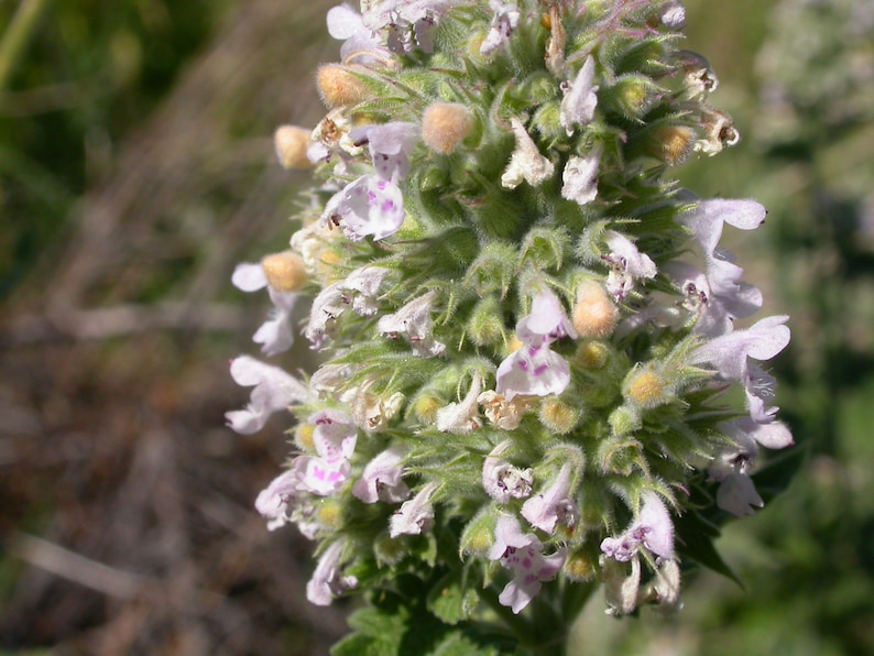 WHITE CATMINT Seeds FREE Shipping Fresh & Organic Nepeta Cataria Seeds ...