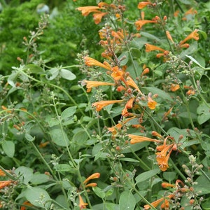 HUMMINGBIRD MINT Seeds *FREE Shipping!* Fresh & Organic Agastache ...