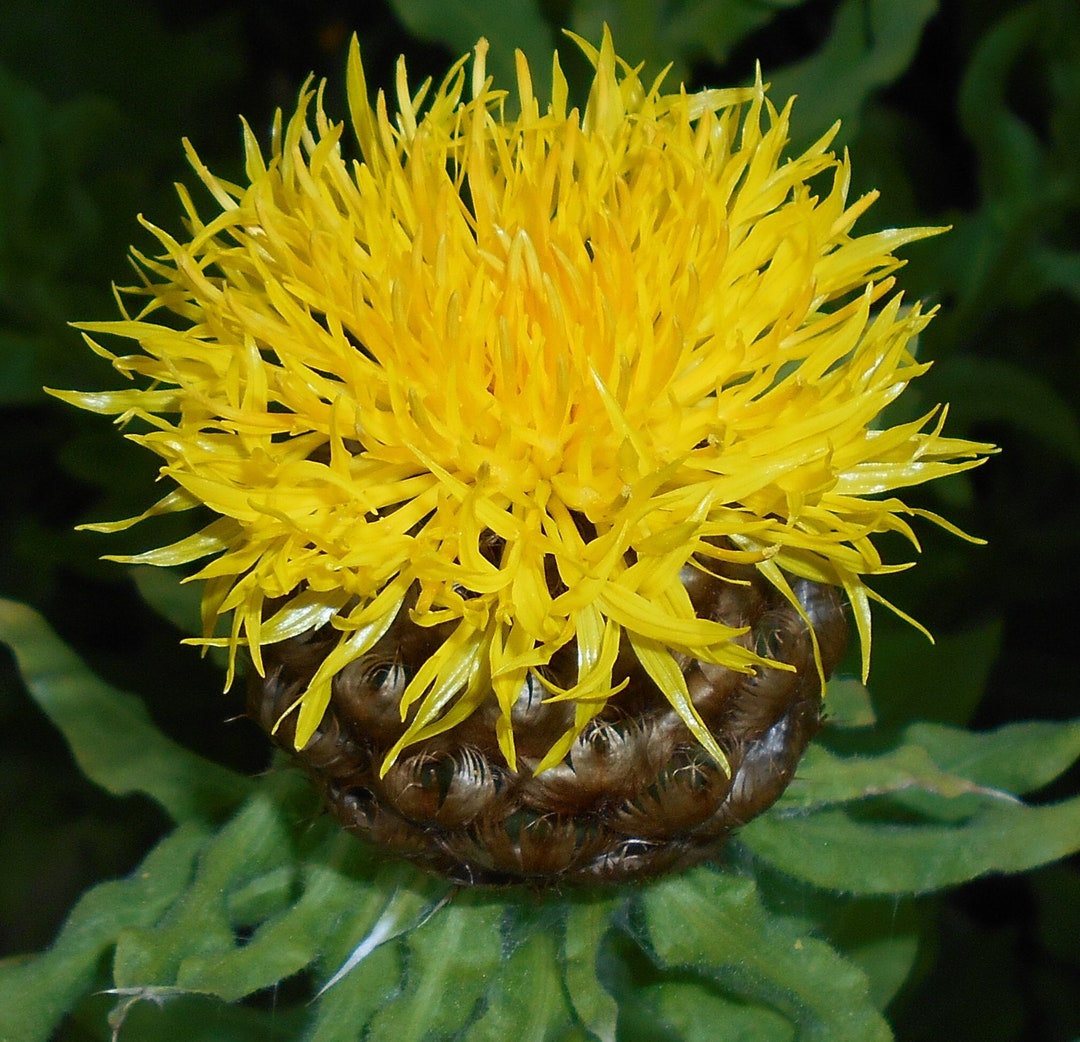 YELLOW CORNFLOWER Seeds *FREE Shipping!* Fresh & Organic Armenian ...
