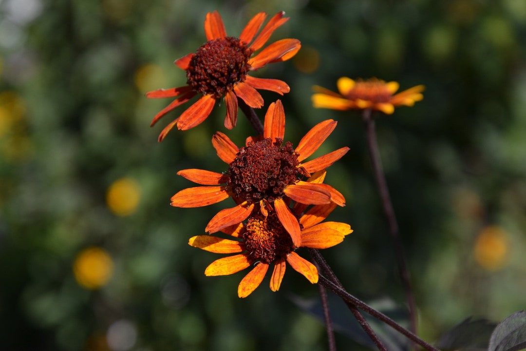 Bleeding Hearts False Sunflower Seeds *FREE Shipping!* Fresh & Organic ...