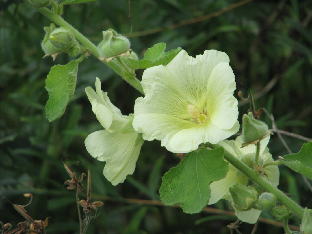 YELLOW HOLLYHOCK Seeds *FREE Shipping!* Fresh & Organic Alcea Rugosa ...