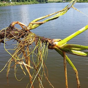 ACORUS CALAMUS Seeds *FREE Shipping!* Fresh & Organic Sweet Flag ...