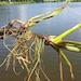 ACORUS CALAMUS Seeds FREE Shipping Fresh & Organic Sweet Flag, American ...