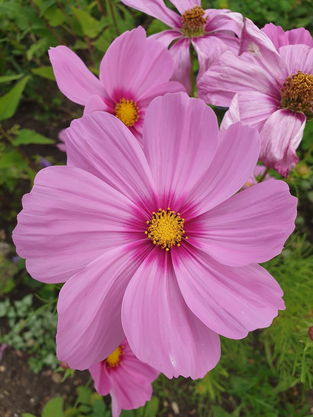 GLORIA COSMOS Seeds *free Shipping!* Fresh & Organic Cosmos Bipinnatus ...