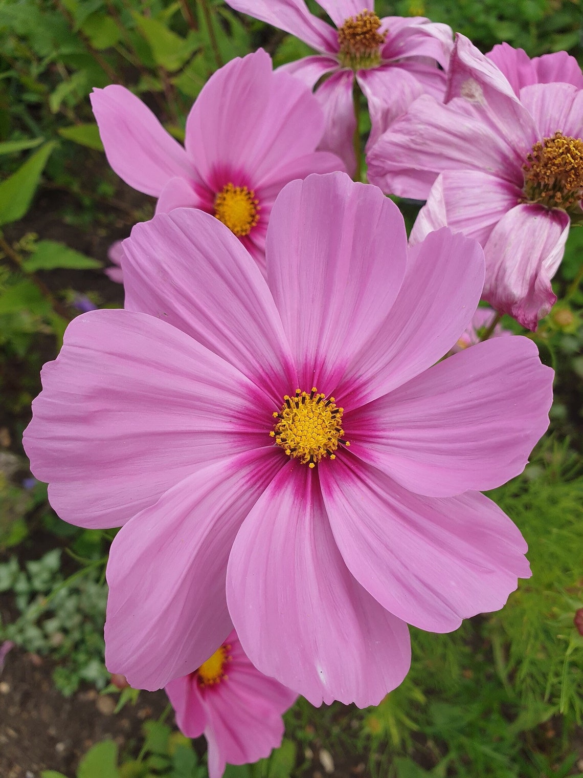 GLORIA COSMOS Seeds *free Shipping!* Fresh & Organic Cosmos Bipinnatus ...
