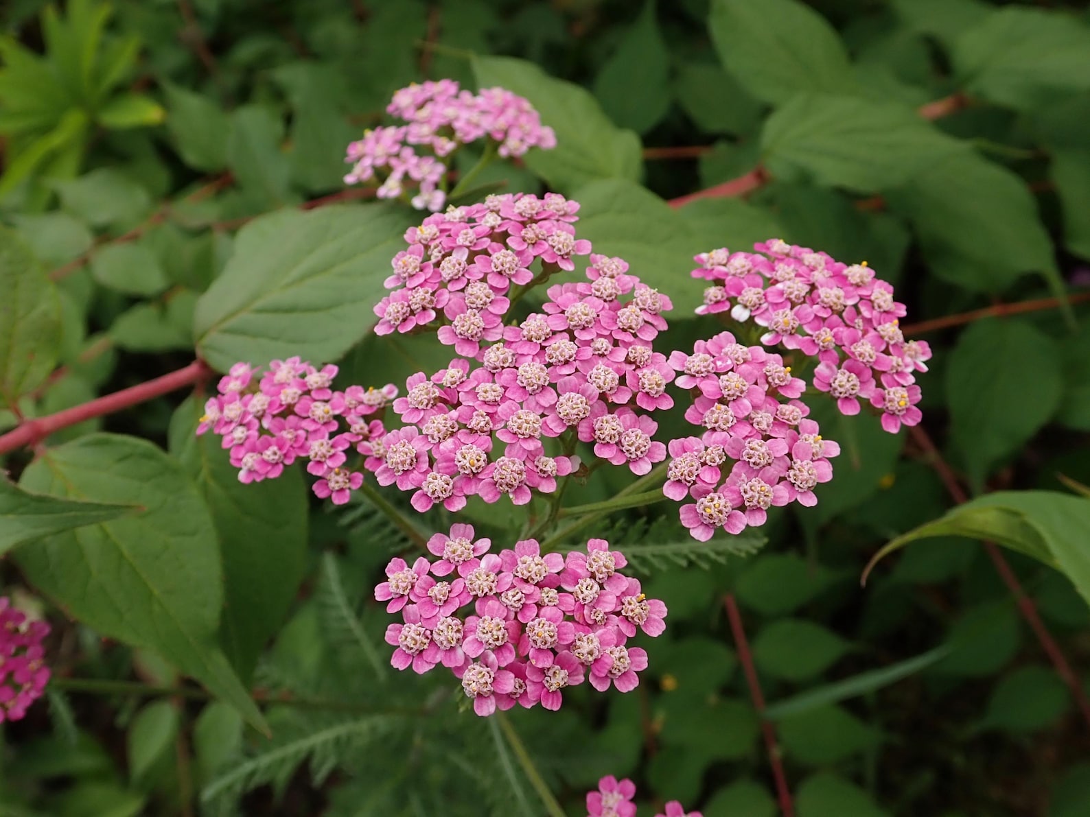 LIGHT PINK YARROW Seeds *free Shipping!* Fresh & Organic Achillea ...
