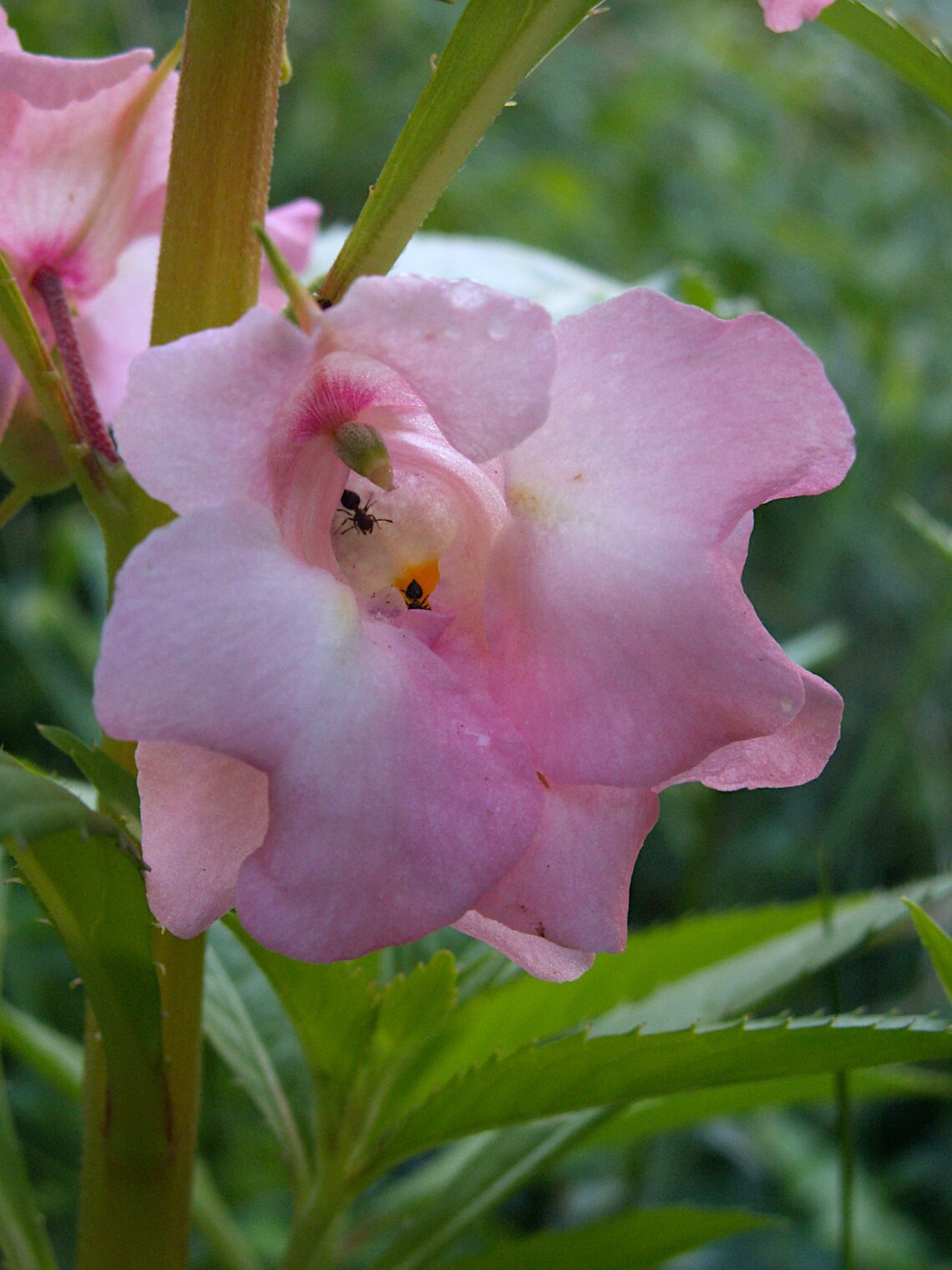 ROSE BALSAM Seeds *free Shipping!* Fresh & Organic Impatiens Balsamina ...