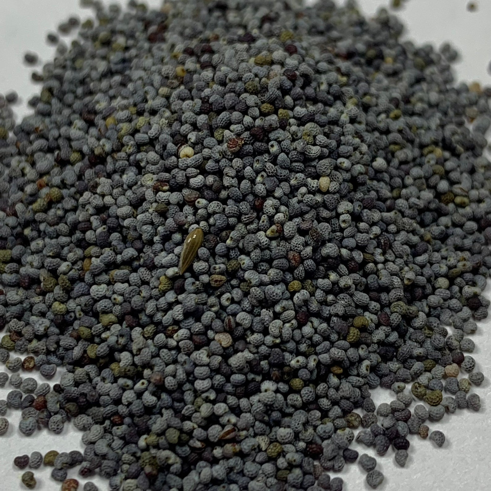 TURKISH POPPY Seeds FREE Shipping Purple Papaver Somniferum | Etsy