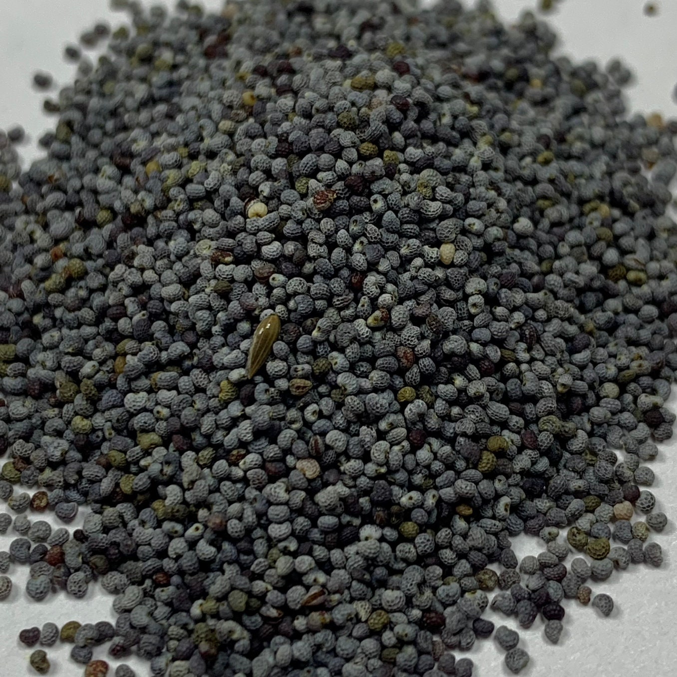 TURKISH POPPY Seeds FREE Shipping Purple Papaver Somniferum | Etsy