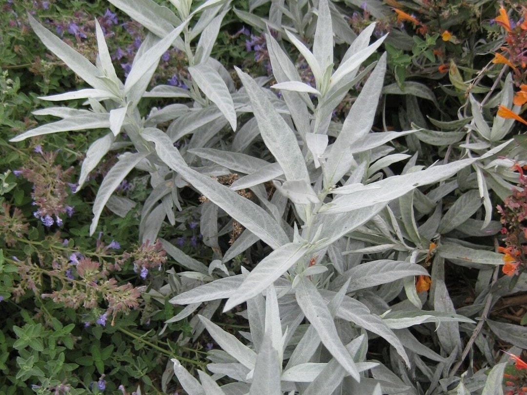 PRAIRE SAGE Seeds *free Shipping!* Fresh & Organic Artemisia ...