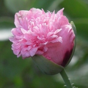 COTTON CANDY POPPY Seeds *free Shipping!* Fresh & Organic Papaver ...