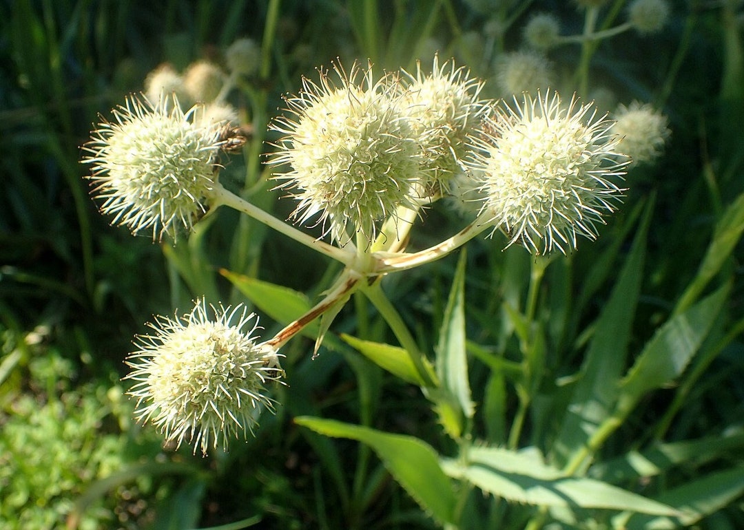RATTLESNAKE MASTER Seeds *FREE Shipping!* Fresh & Organic Eryngium ...