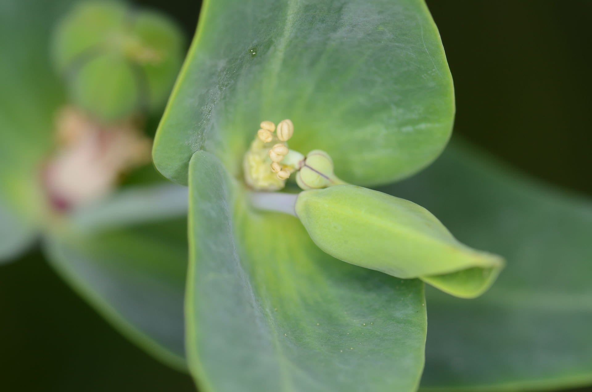 EUPHORBIA LATHYRIS Seeds *FREE Shipping!* Gopher Spurge, Caper Spurge ...
