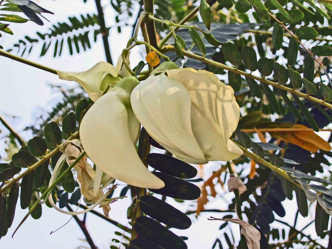 WHITE HUMMINGBIRD TREE Seeds *free Shipping!* Fresh & Organic Sesbania ...