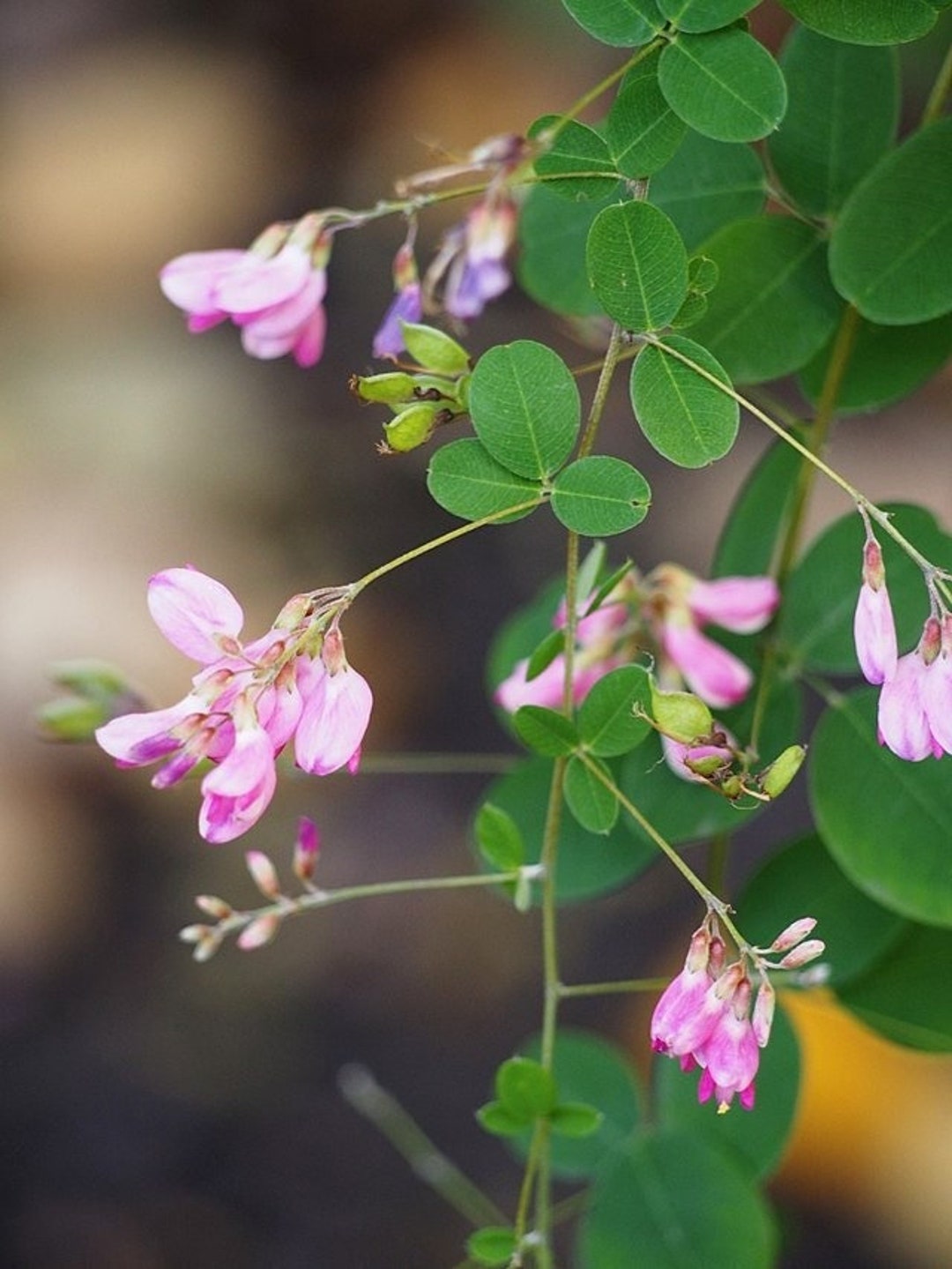 LESPEDEZA BICOLOR Seeds *FREE Shipping!* Shrubby Bush Clover, Shrub ...