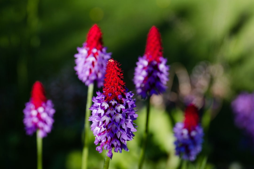 ORCHID PRIMROSE Seeds *FREE Shipping!* Fresh & Organic Primula Vialii ...