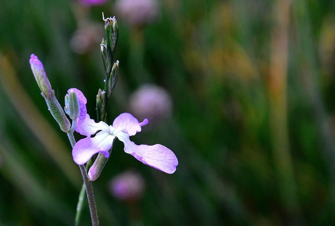 EVENING STOCK Seeds *FREE Shipping!* Fresh & Organic Matthiola ...